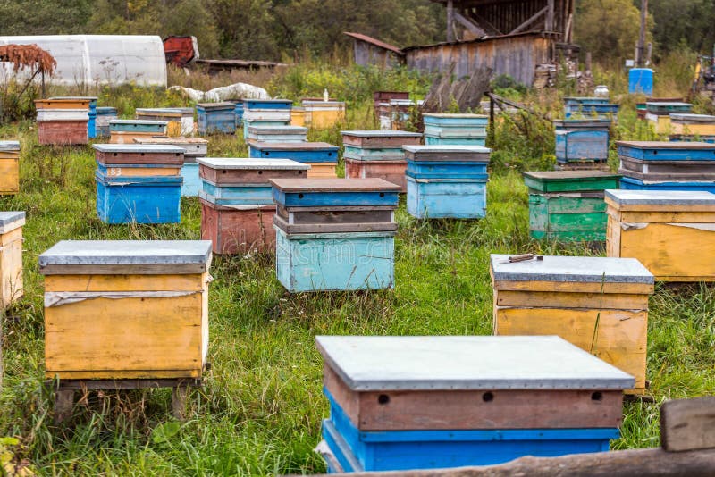 Colored Bee Hives in an Apiary Stock Photo - Image of colored ...