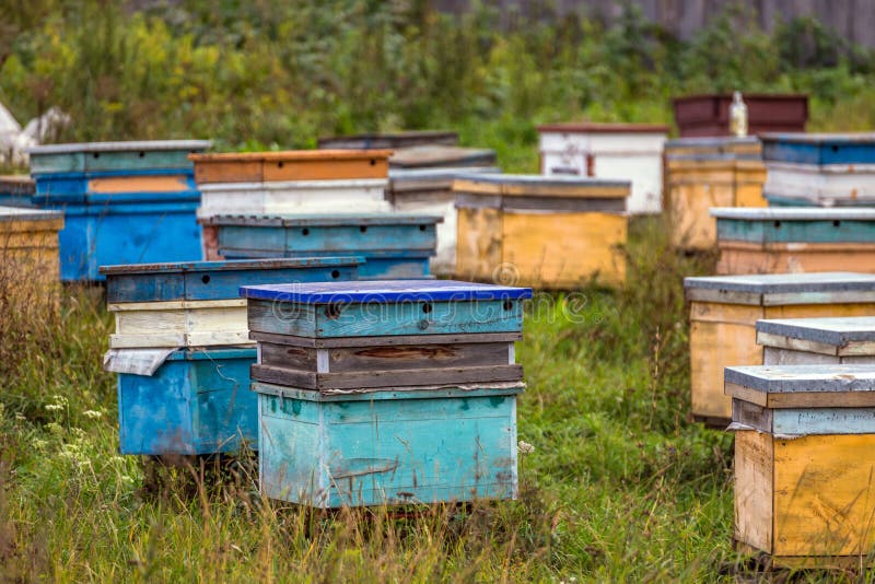 Colored Bee Hives in an Apiary Stock Image - Image of facilities ...