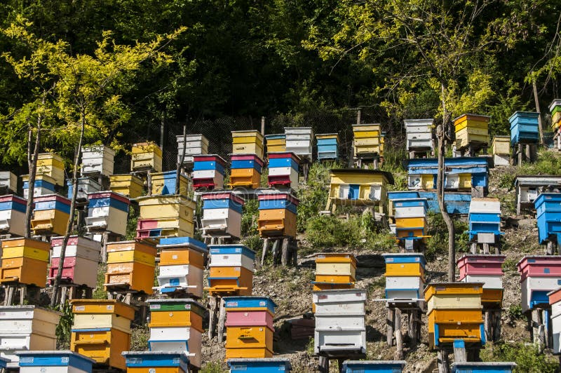 Colored beehives on slope stock image. Image of colony - 40585225