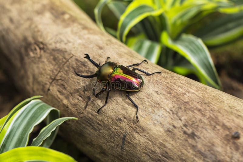 Colored beetle stock image. Image of tropical, colored - 56508955