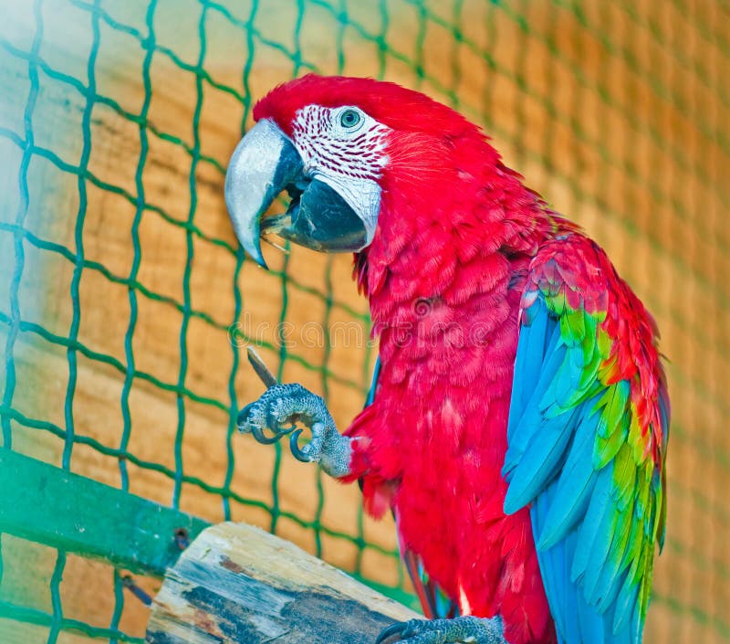 Colored Parrot At Taronga Zoo Stock Photo - Image of taronga, tropical ...