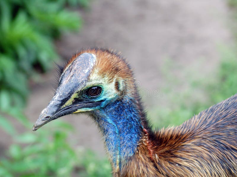 Colored bird face close up stock image. Image of bird - 62926997