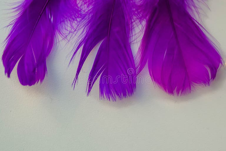 Colored Bird Feathers in Different Combinations, Boa - Female Accessory ...