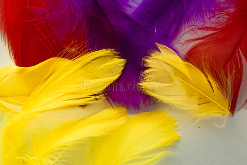 Colored Bird Feathers in Different Combinations, Boa - Female Accessory ...