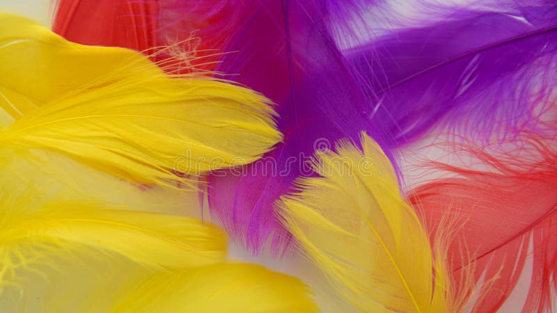 Colored Bird Feathers in Different Combinations, Boa - Female Accessory ...