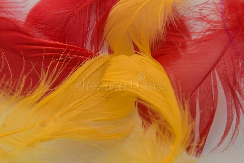 Colored Bird Feathers in Different Combinations, Boa - Female Accessory ...