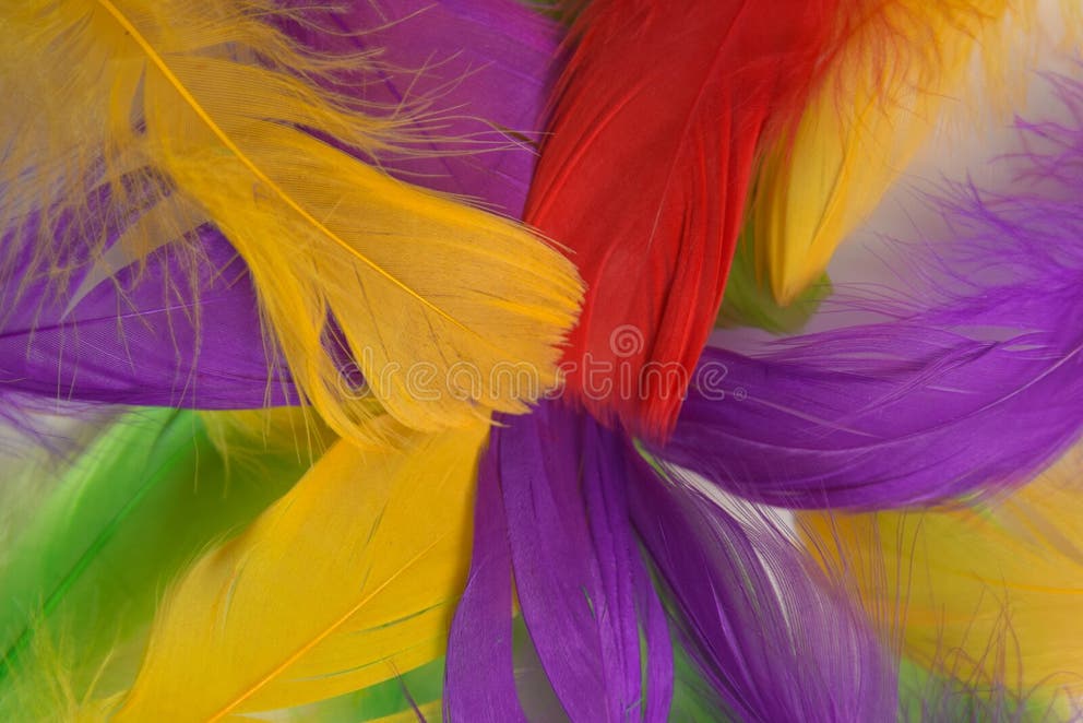 Colored Bird Feathers in Different Combinations, Boa - Female Accessory ...