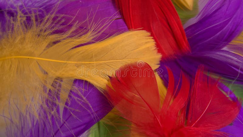 Colored Bird Feathers in Different Combinations, Boa - Female Accessory ...