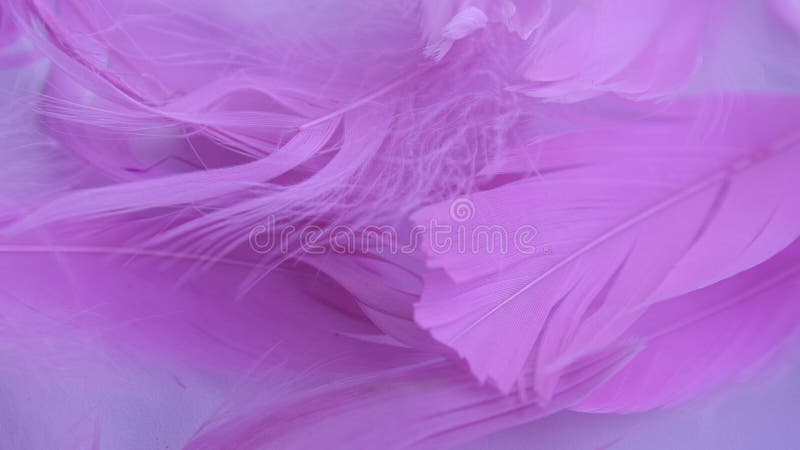 Colored Bird Feathers in Different Combinations, Boa - Female Accessory ...