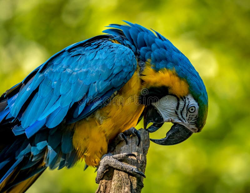 Colored bird - parrot stock image. Image of animal, beautiful - 259002441