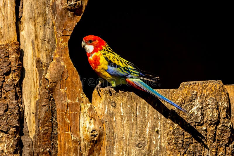 Colored bird - parrot stock image. Image of colors, colored - 259002469