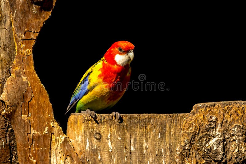 Colored bird - parrot stock photo. Image of maurice - 259002470