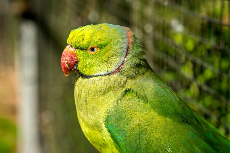 Colored bird - parrot stock photo. Image of papegaai - 259002488
