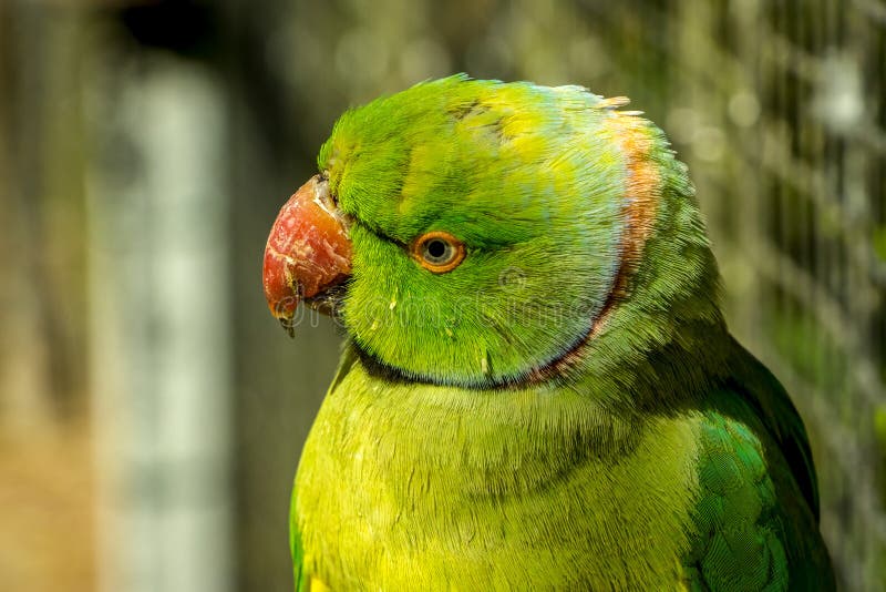 Colored bird - parrot stock image. Image of papegaai - 259002495
