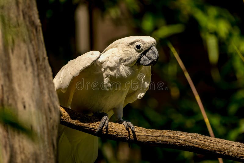 Colored bird - parrot stock photo. Image of maurice - 259002546