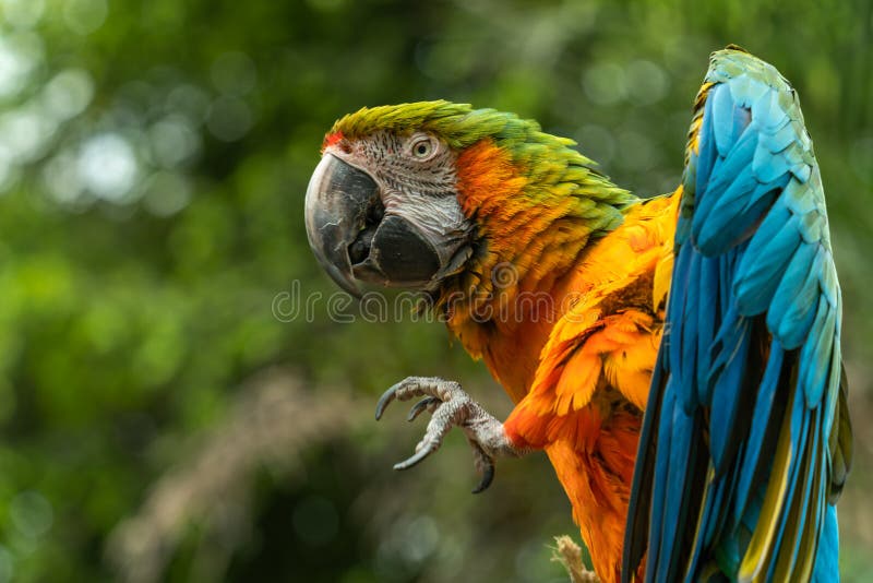 Colored bird - parrot stock photo. Image of beautiful - 259002560