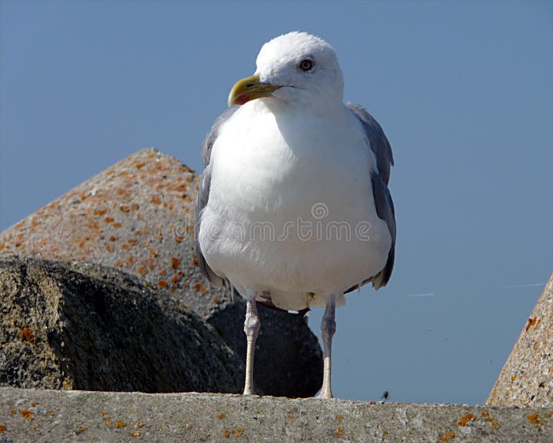 Colored bird - seagull stock image. Image of view, outdoor - 90652227