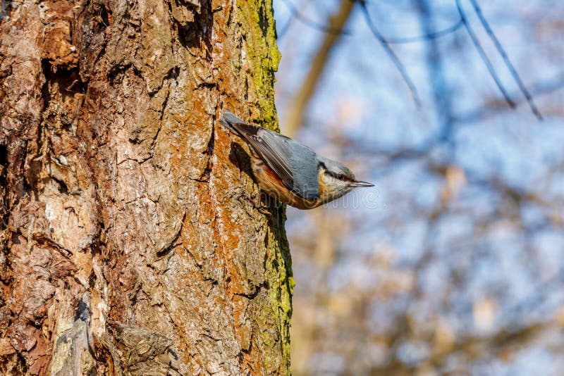 Colored Bird Sits on the Trunk of Old Tree in Sunny Winter Day Stock ...