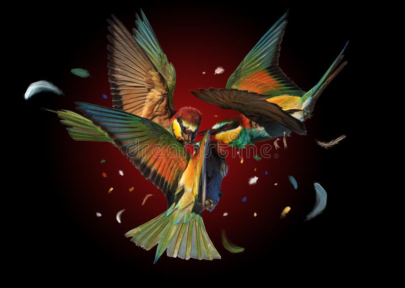 Colored Birds Fighting in the Air Colored Feathers Flying in Different ...