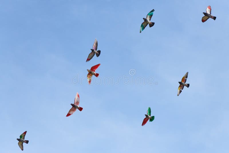 Colored birds flying stock photo. Image of cluster, pigeons - 242240186