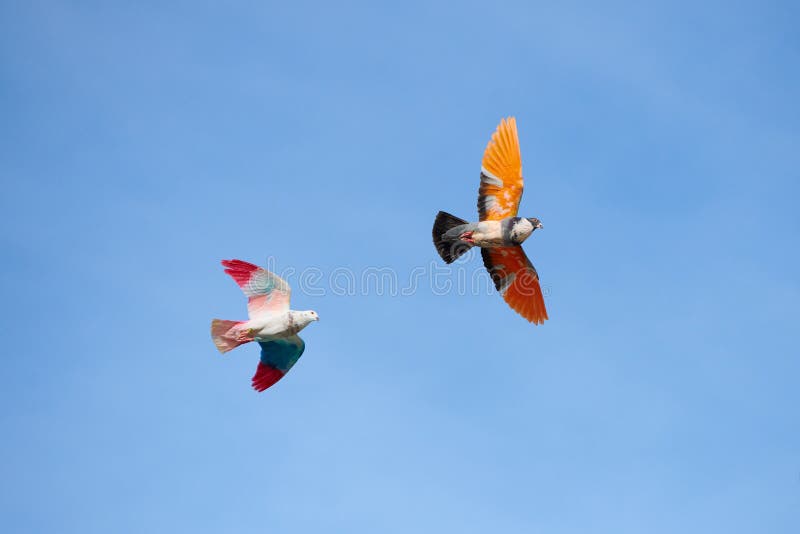 Colored birds flying stock image. Image of checkered - 242240411