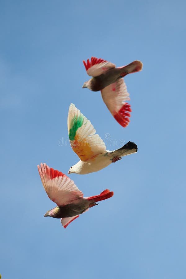 Colored birds flying stock image. Image of dyed, pigeons - 242240017