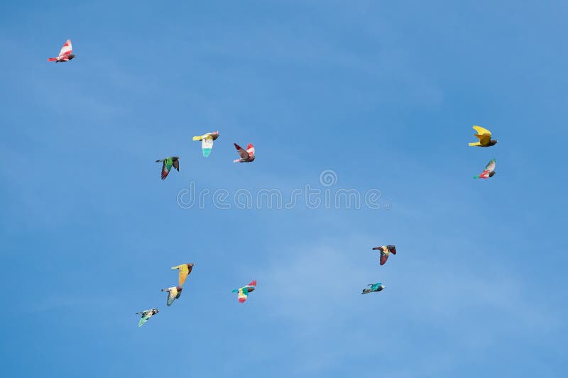 Colored birds flying stock photo. Image of cloud, painted - 242240122