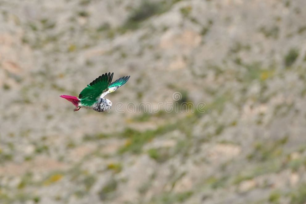 Colored birds flying stock photo. Image of dove, dyed - 242240302