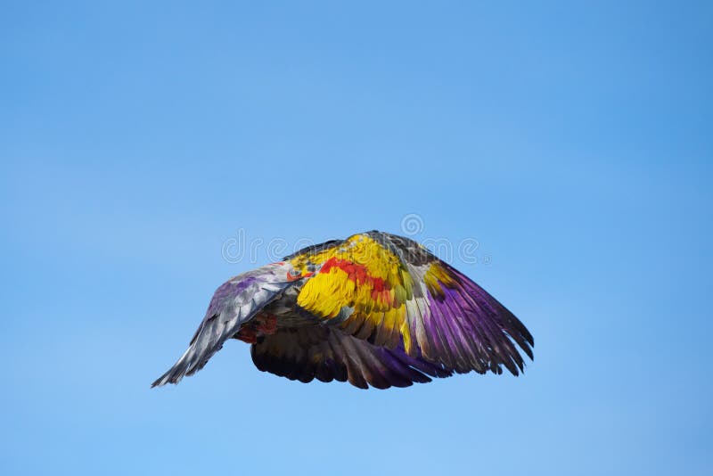 Colored birds flying stock photo. Image of multicolored - 242240514