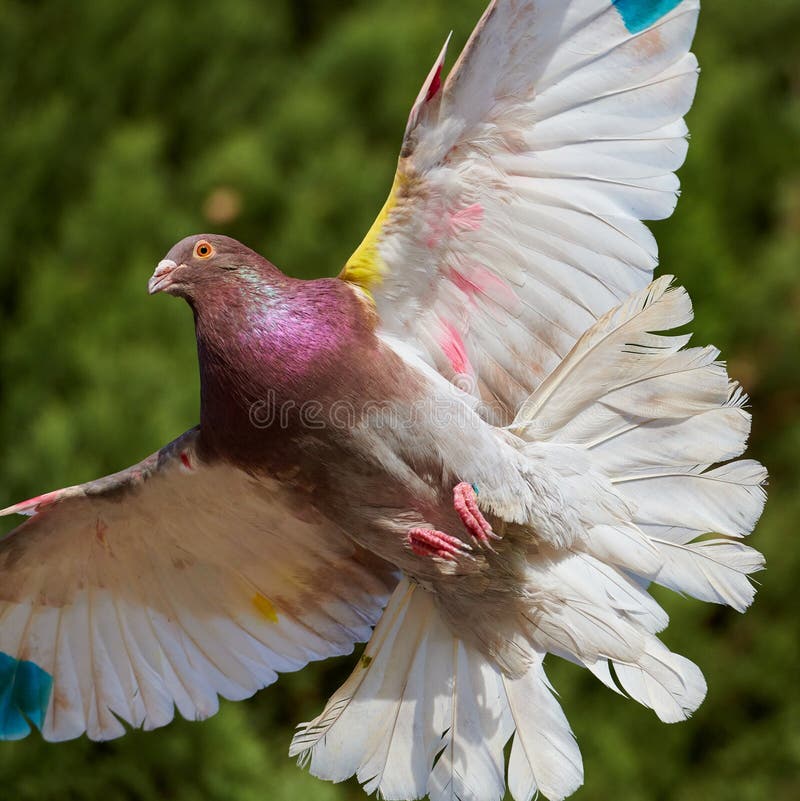 Colored birds flying stock image. Image of stained, outside - 242240583