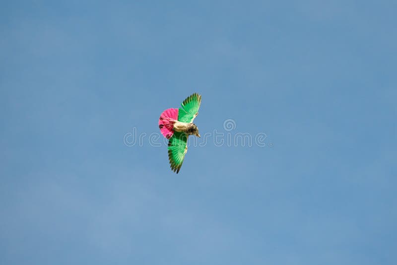 Colored birds flying stock photo. Image of outdoor, colorful - 242240612