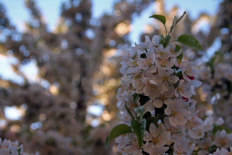 Colored Blooming Cherry Trees in Spring Stock Photo - Image of nature ...