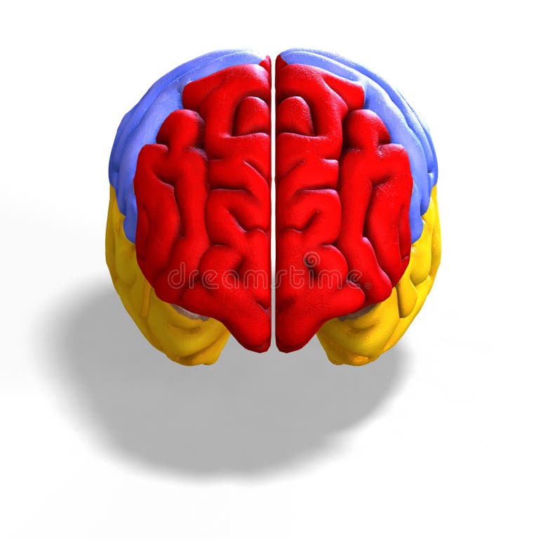 Colored Brain Stock Illustrations – 6,585 Colored Brain Stock ...