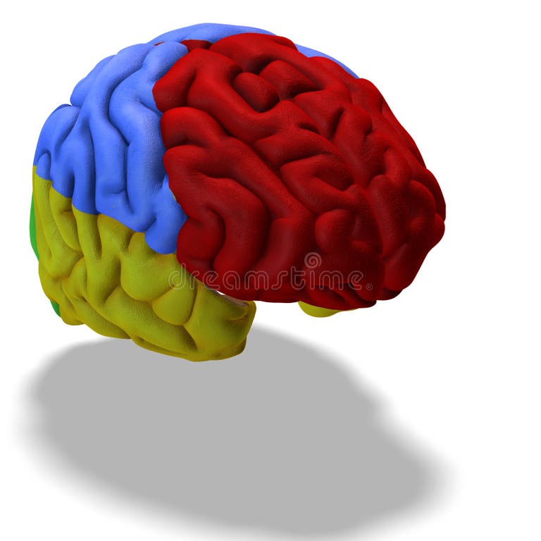 Colored Brain Stock Illustrations – 6,585 Colored Brain Stock ...