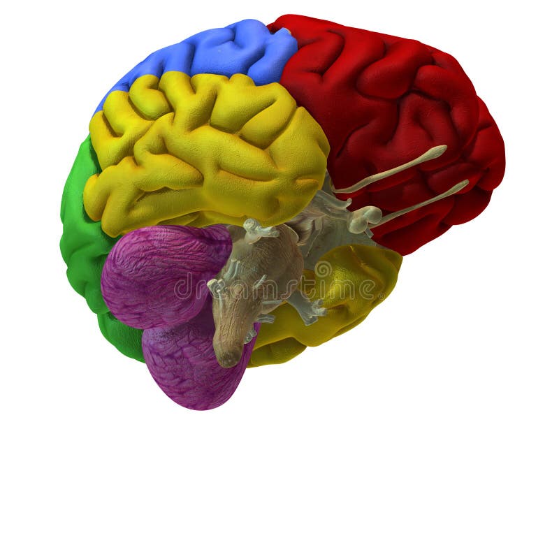 Colored brain stock illustration. Illustration of illustration - 9283451