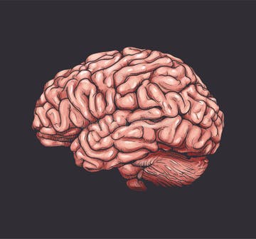Colored Brain Vector Drawing Illustration Side View Comic Style on ...