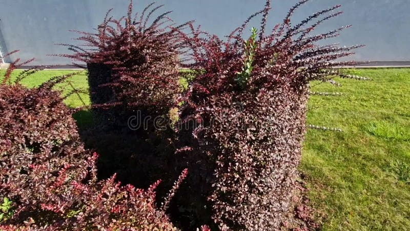Colored Buns of Cut Shrubs in the Shape of Stock Video - Video of bark ...