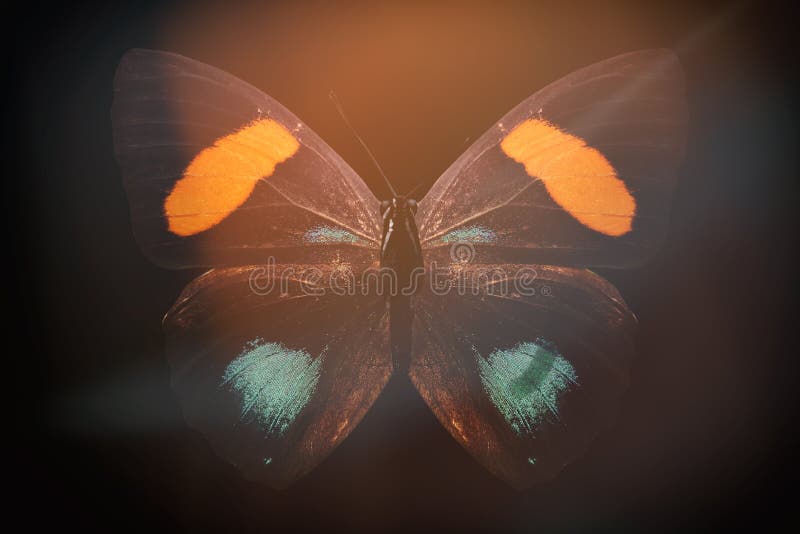 Colored Butterfly on a Black Background with a Beautiful Glow Stock ...