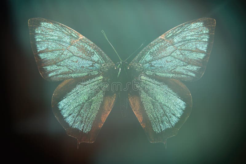 Colored Butterfly on a Black Background with a Beautiful Glow Stock ...