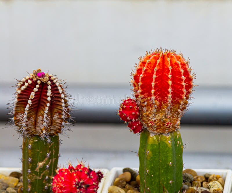 Colored Cactus Heads. the Cactus is Red Stock Photo - Image of summer ...