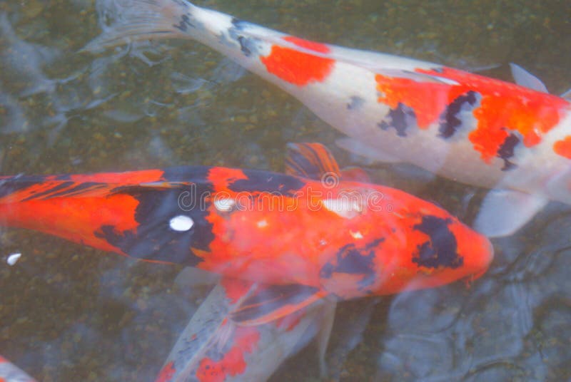 Colored carp stock photo. Image of surface, swim, garden - 171195808
