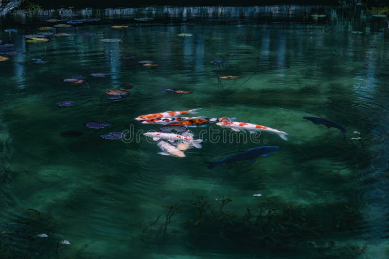 Colored Carp in a Winter Pond. Stock Image - Image of carp, nature ...