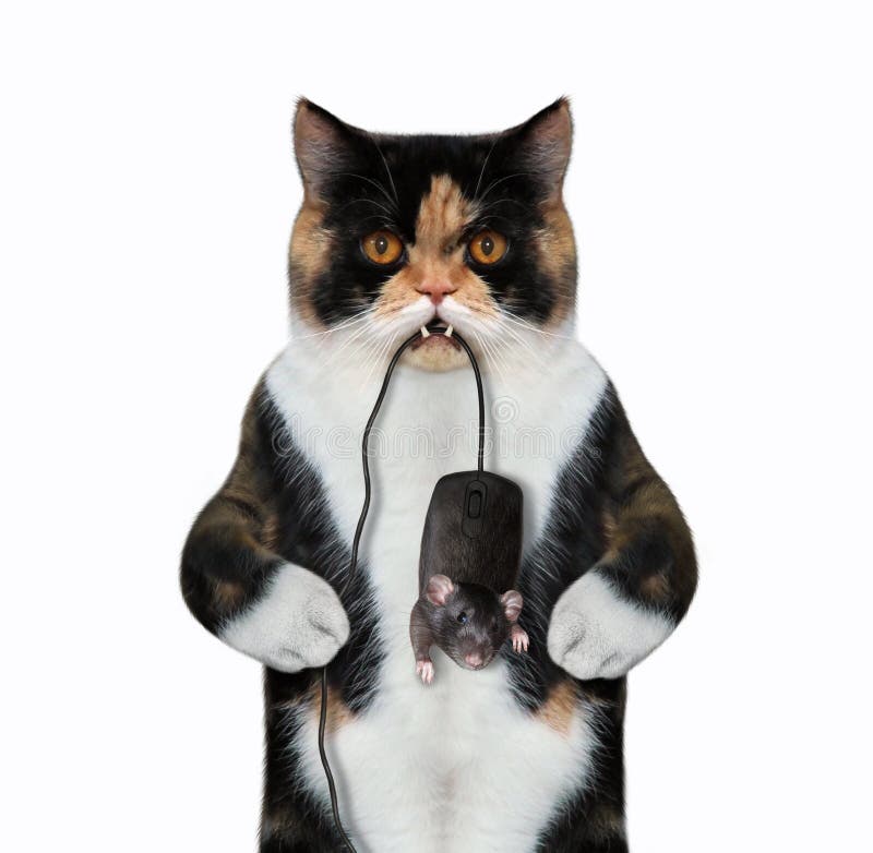 164 Cat Holding Mouse Tail Stock Photos - Free & Royalty-Free Stock ...