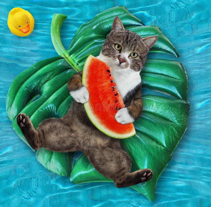 Cat Colored in Pool on Inflatable Leaf Stock Image - Image of ...