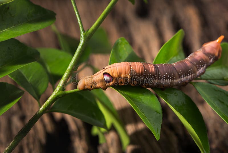 Colored Caterpillar or Brown Worm, Daphnis Nerii Eating Leaf. Stock ...