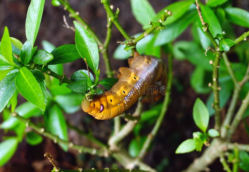 Colored Caterpillar or Brown Worm Stock Photo - Image of natural ...