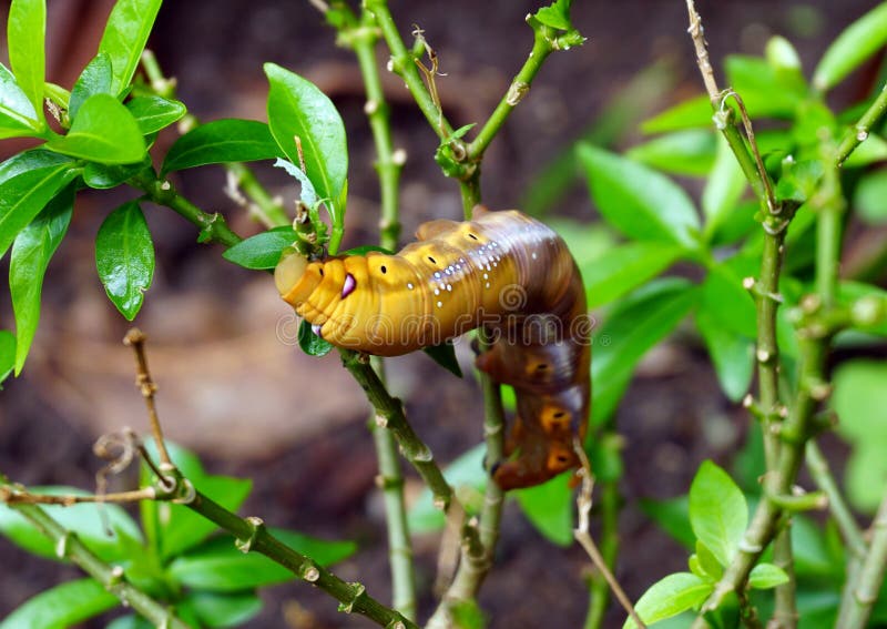 Colored Caterpillar or Brown Worm Stock Photo - Image of wildlife ...