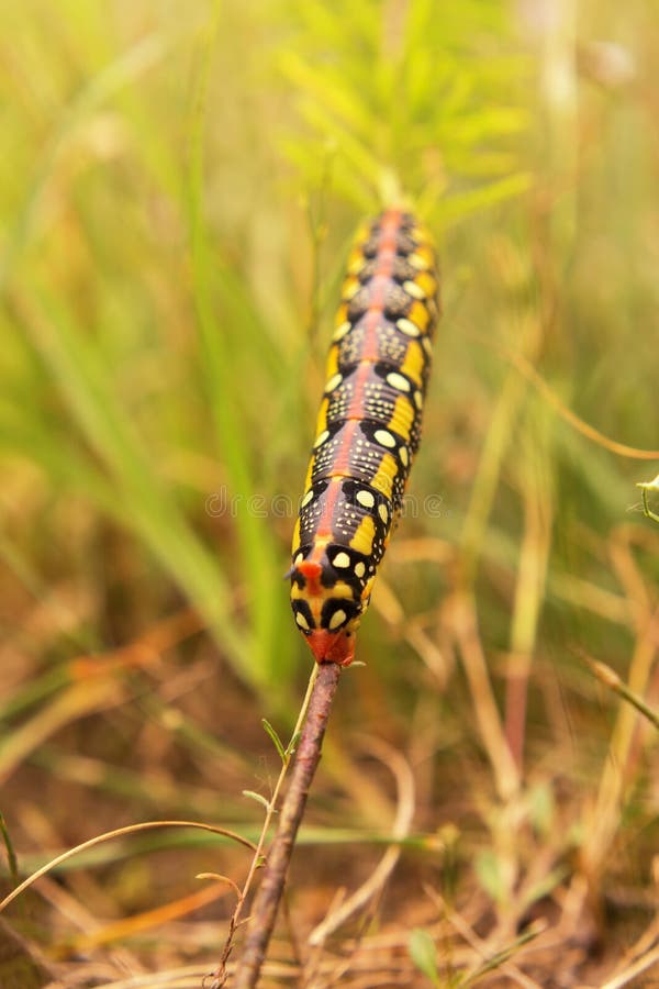 Colored caterpillar stock image. Image of orange, laziness - 84560445
