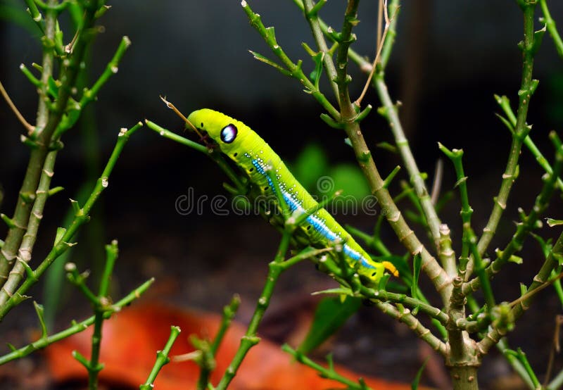 Colored Caterpillar or Green Worm on the Plant Stock Photo - Image of ...