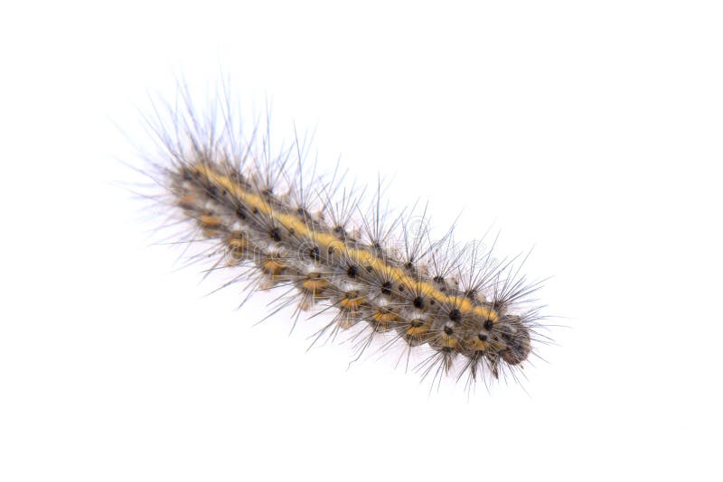 Colored Caterpillar On A White Background Stock Photo - Image of ...